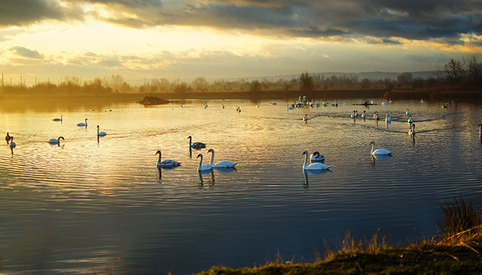 The Black Swan Advantage: Embracing Anticipatory Leadership Amid AI ...